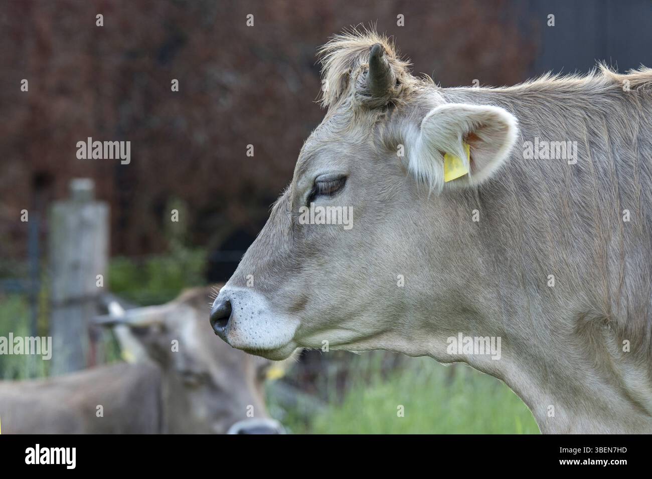 Original Brown Swiss Stock Photo - Alamy