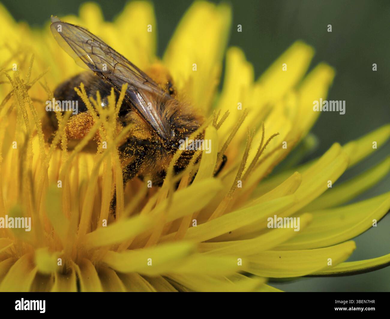 Bee collects pollen from dandelion hi-res stock photography and images ...