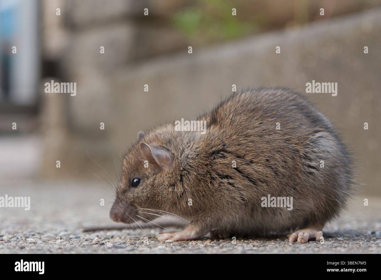 House rat (Rattus rattus Stock Photo - Alamy
