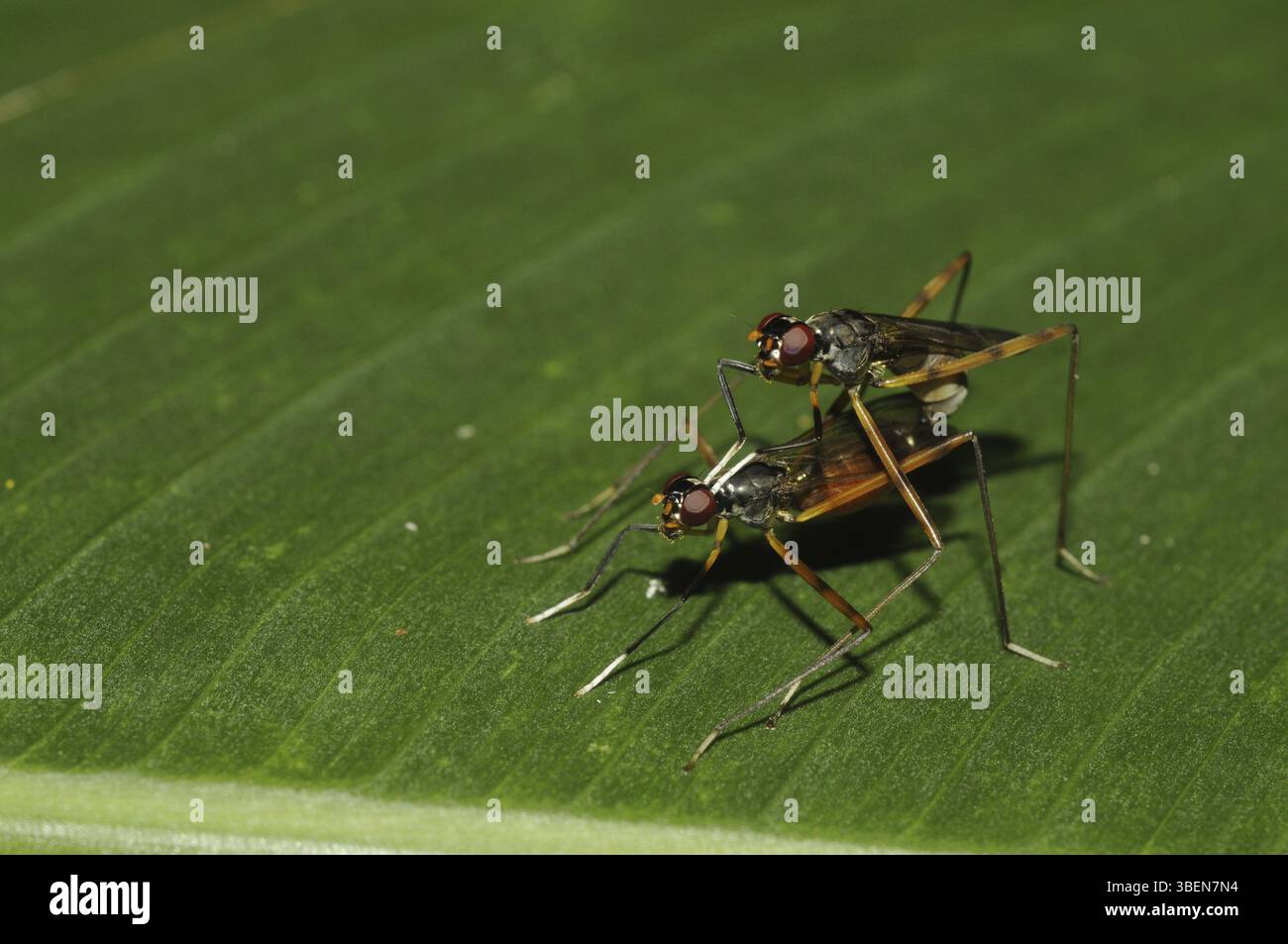 Dolichopodidae long legged flies hi-res stock photography and images ...
