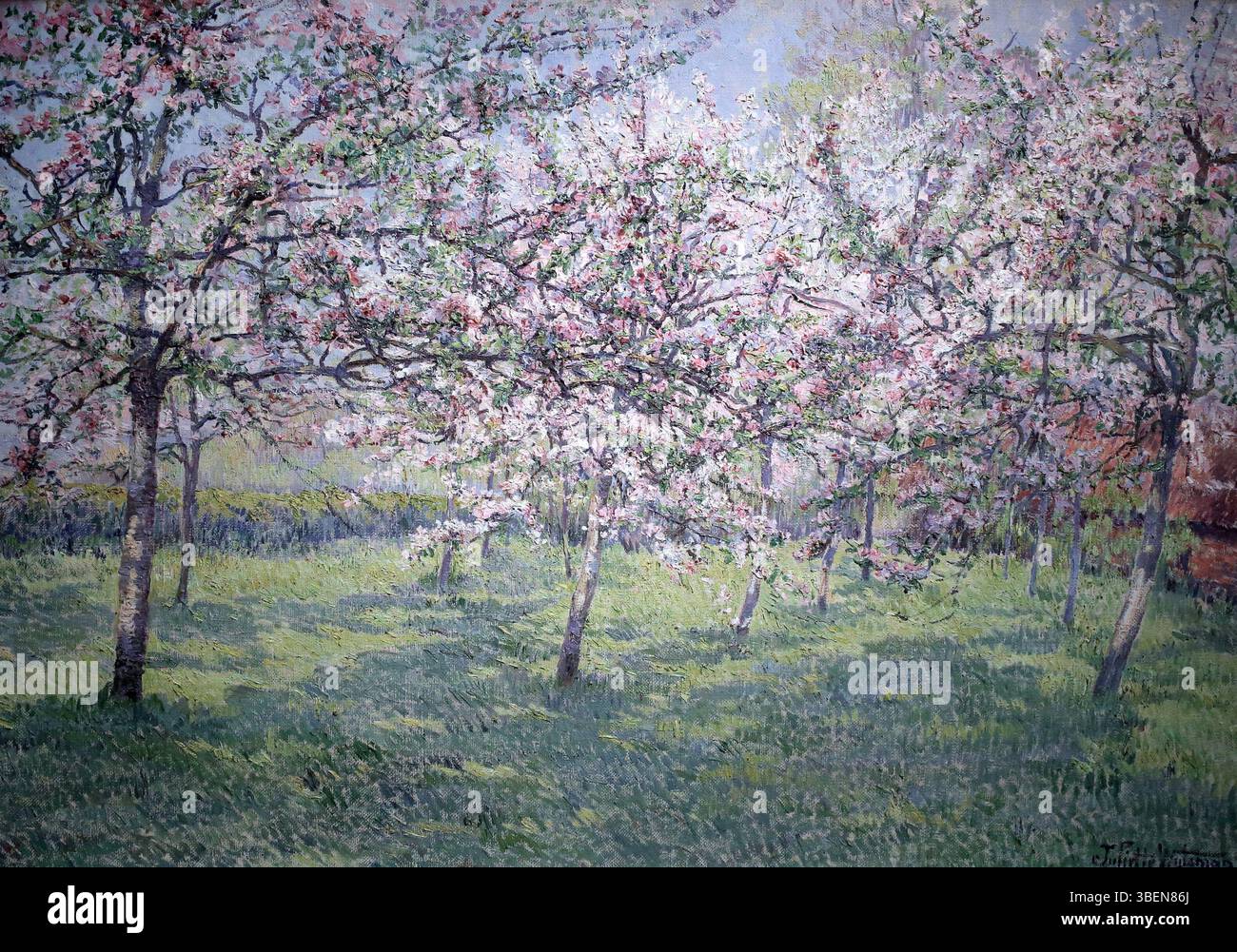Flowering cherry blossoms showcases hi-res stock photography and images ...