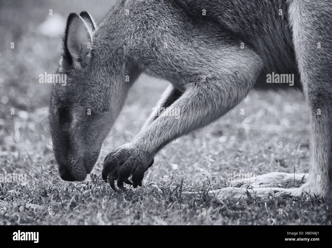 Eastern grey giant kangaroo (Macropus giganteus Stock Photo - Alamy