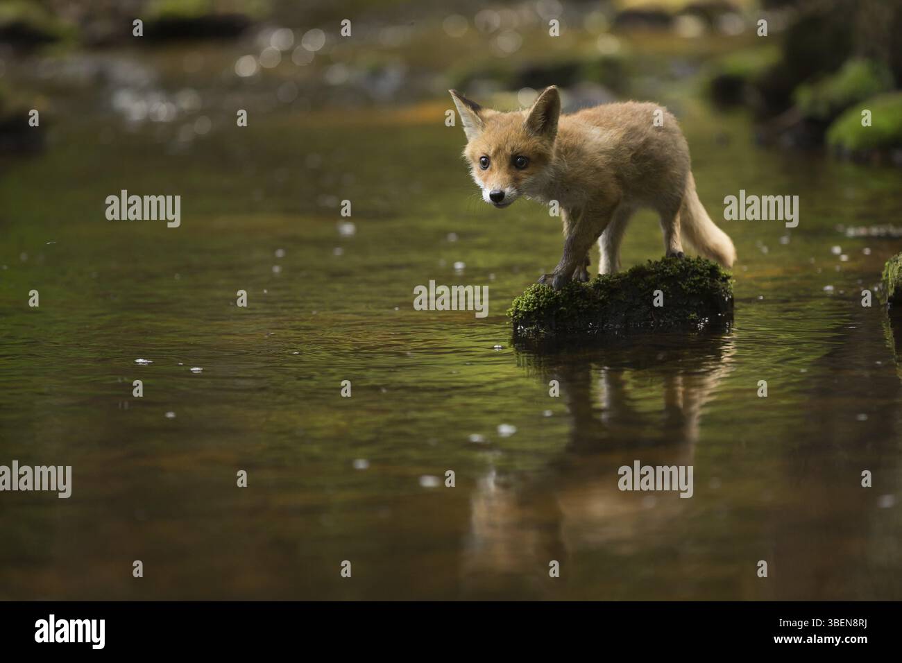 Red fox reflection vulpes vulpes hi-res stock photography and images ...