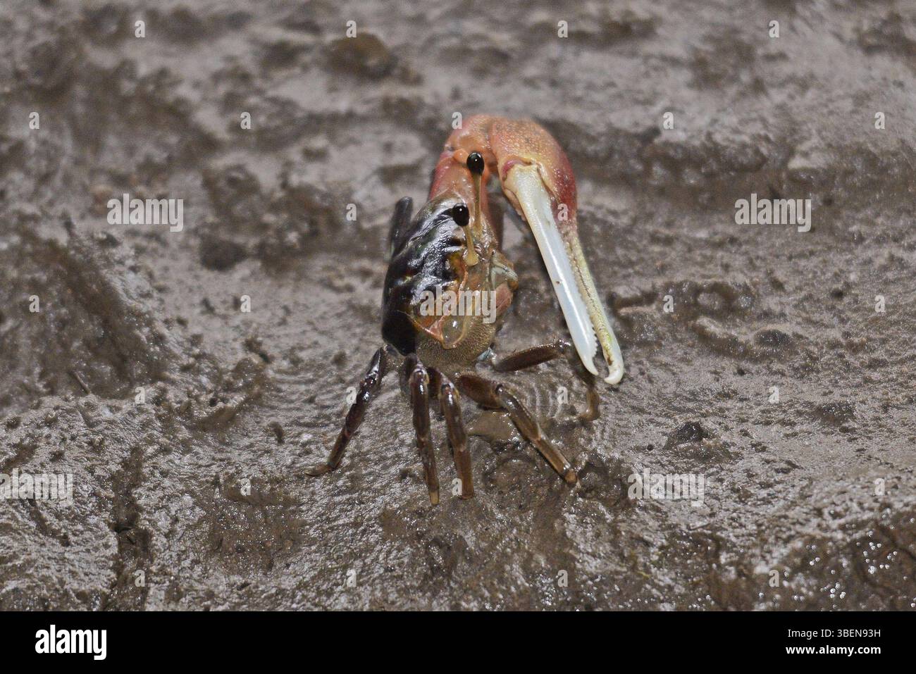 Crab decapoda hi-res stock photography and images - Alamy