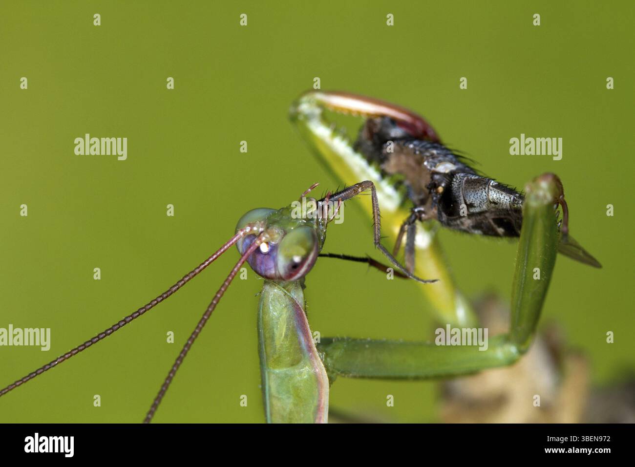 Praying mantis - eats the leg of a captured fly (Mantis religiosa Stock ...