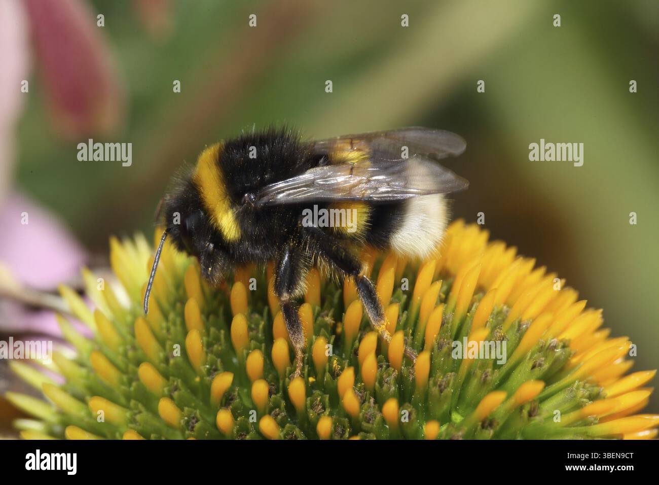 Garden bumblebee (Bombus hortorum Stock Photo - Alamy
