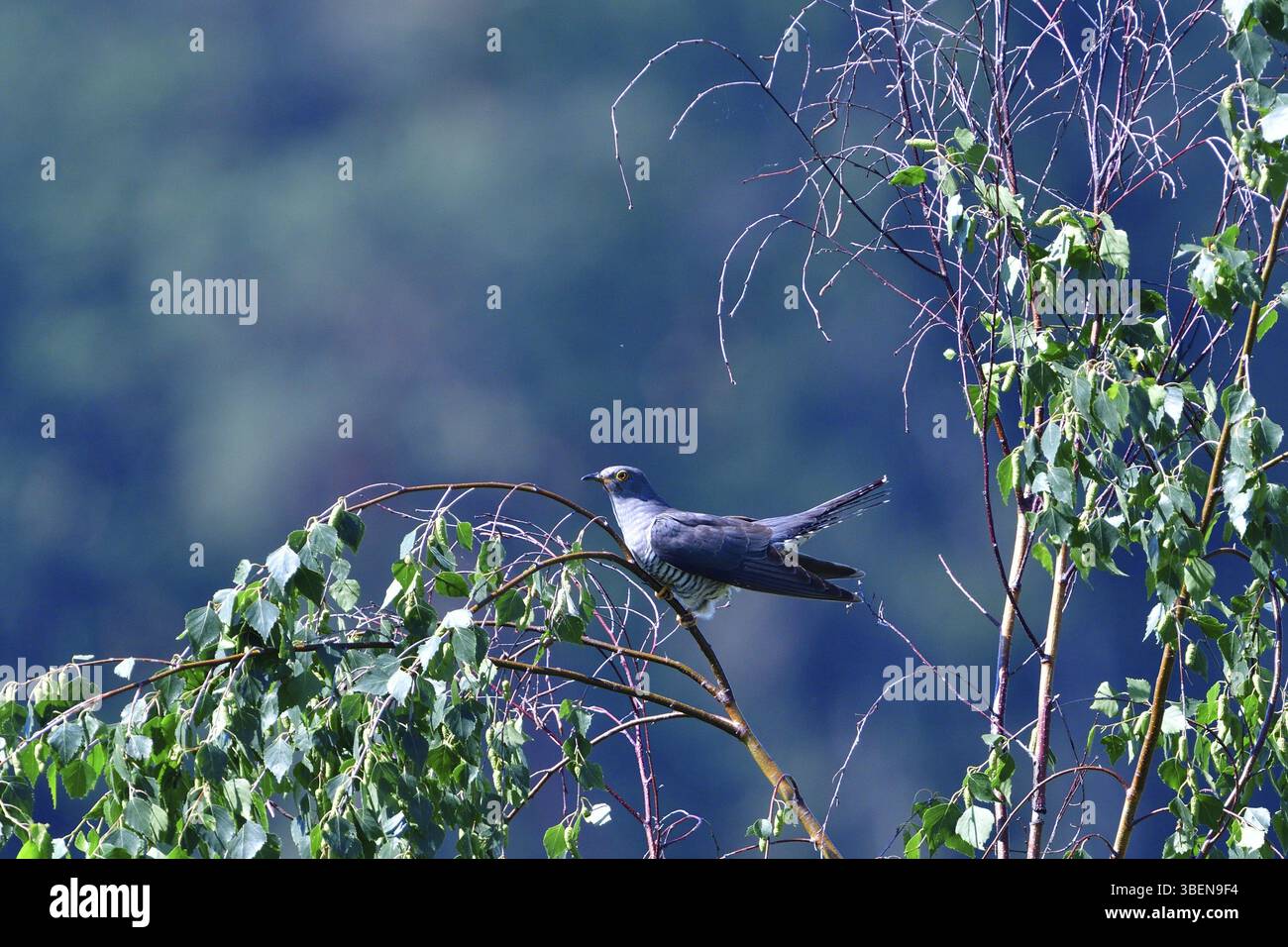 Cuckoo (cuculus canorus Stock Photo - Alamy