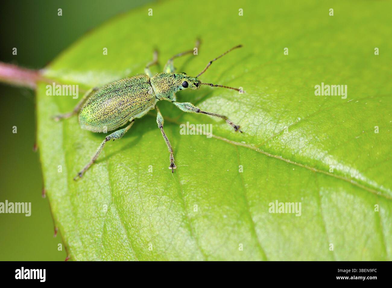 Green weevil (Phyllobius pomaceus Stock Photo - Alamy