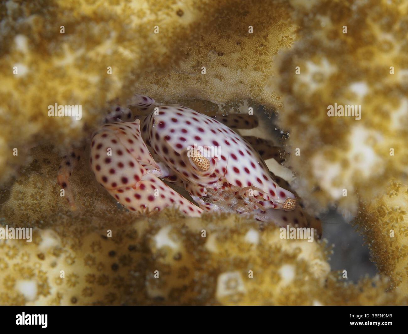 Tiger coral crab (Trapezia tigrina Stock Photo - Alamy
