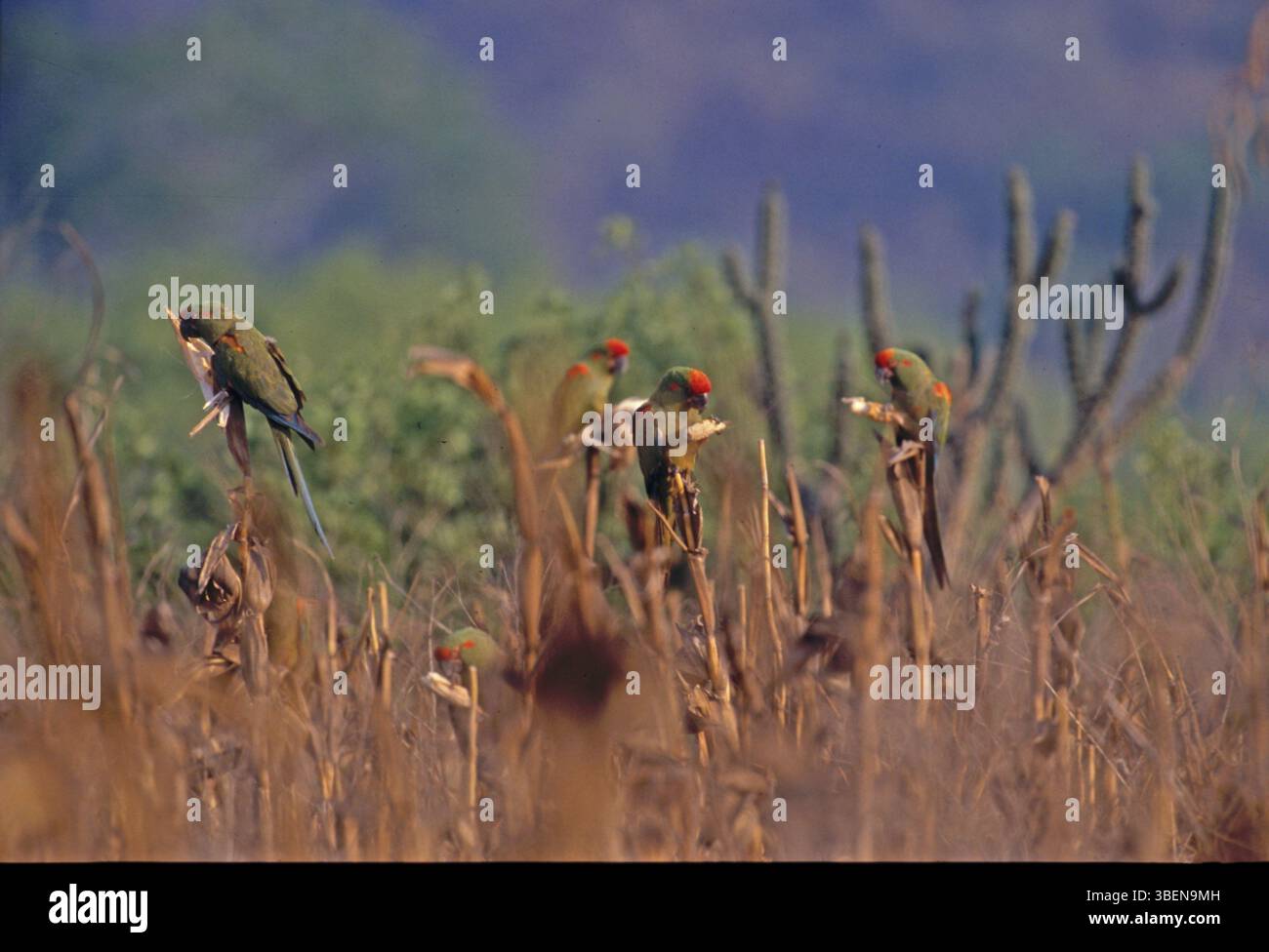Red eared parakeet hi-res stock photography and images - Alamy