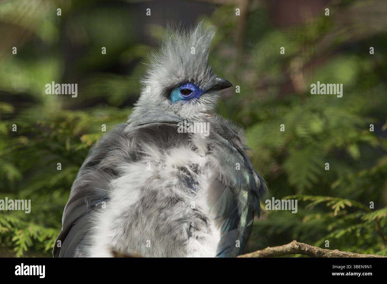 Crested Coua (Coua cristata Stock Photo - Alamy
