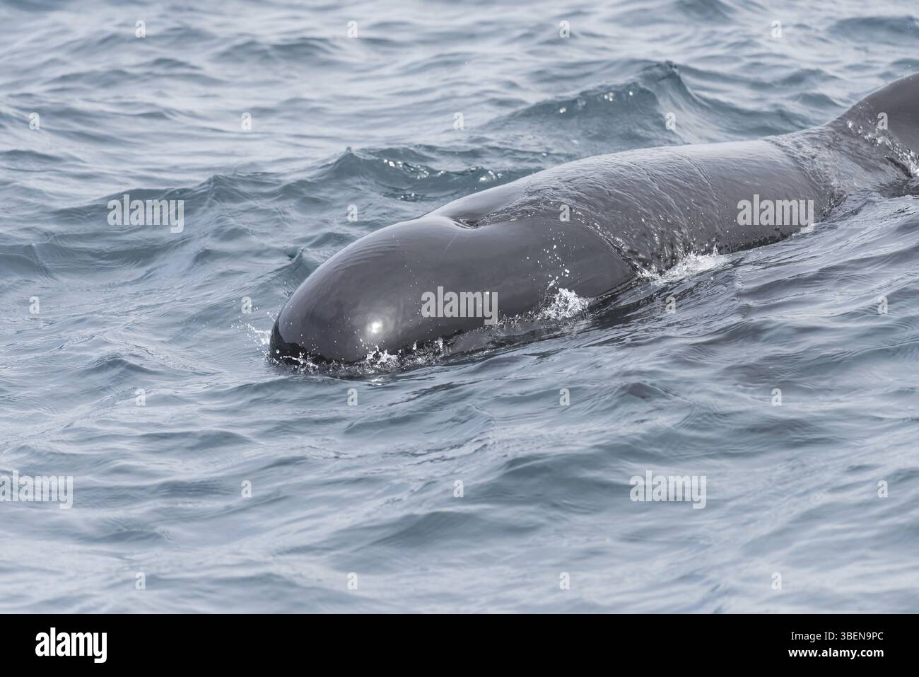 Common pilot whale (Globicephala melas Stock Photo - Alamy