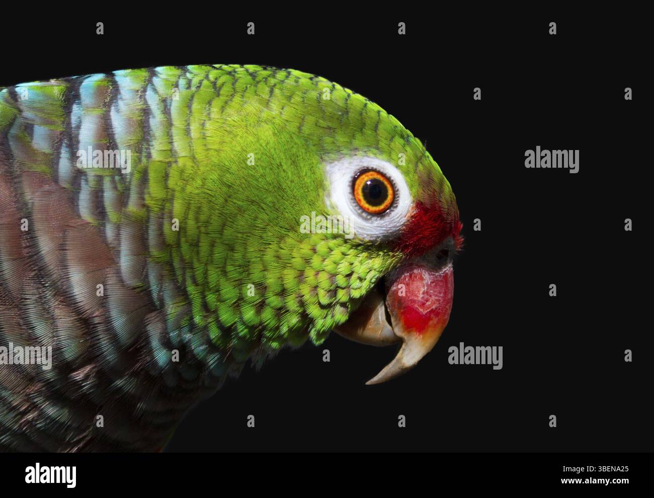 Pigeon neck amazon (Amazona vinacea Stock Photo - Alamy