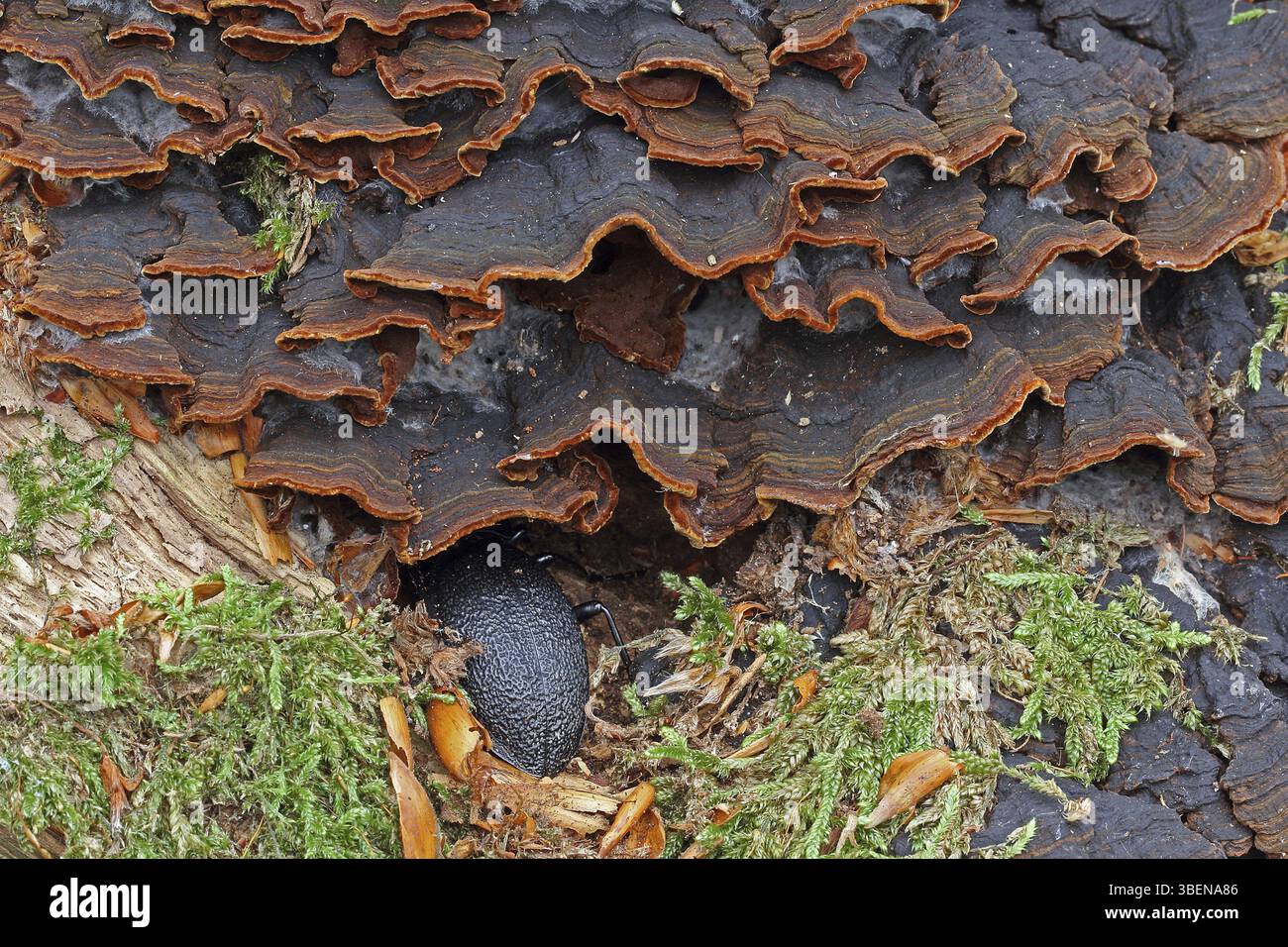Leather ground beetle (Carabus coriaceus Stock Photo - Alamy