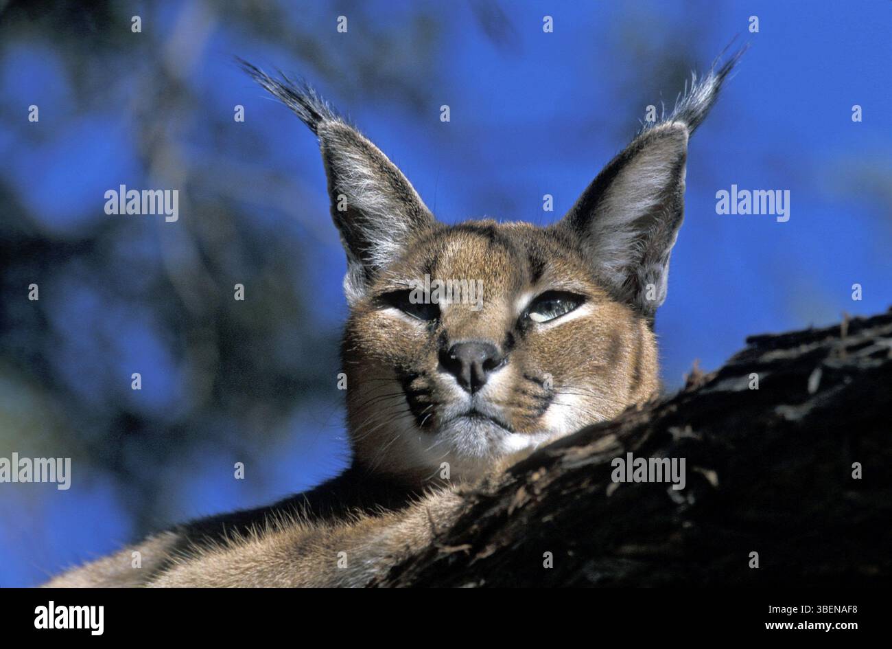 Caracal, desert lynx (Felis caracal Stock Photo - Alamy