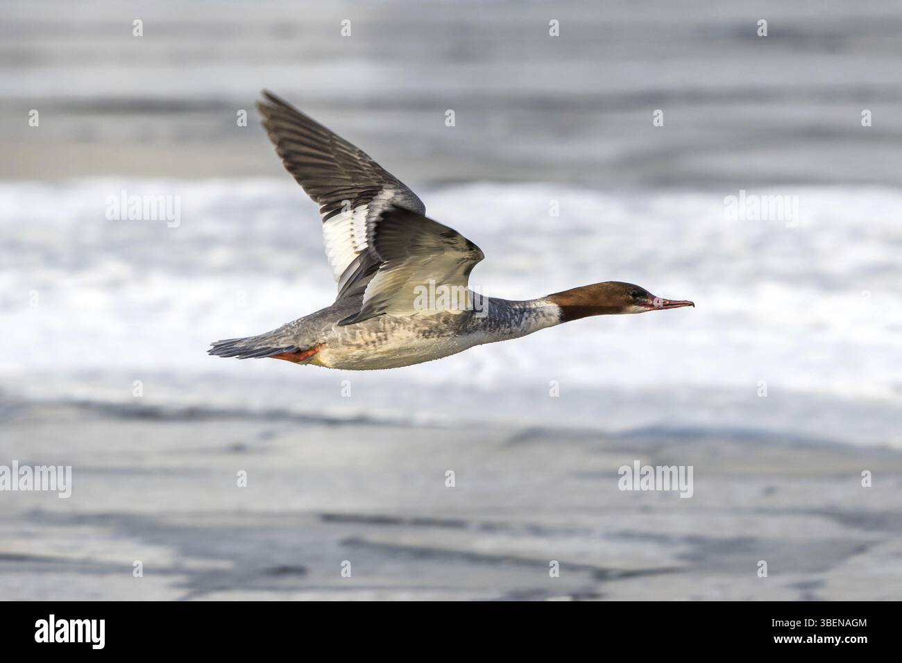 Merganser in flight hi-res stock photography and images - Alamy