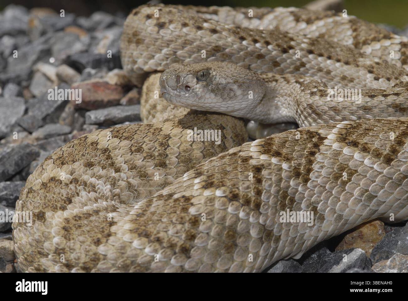 Texas rattlesnake (Crotalus atrox Stock Photo - Alamy