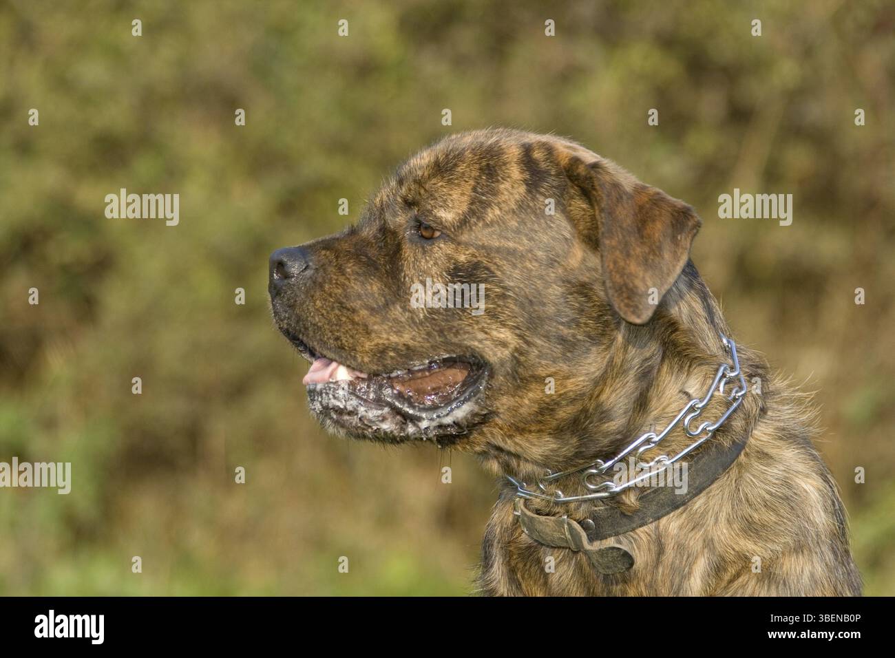 American Bulldog - Rottweiler crossbreed Stock Photo - Alamy