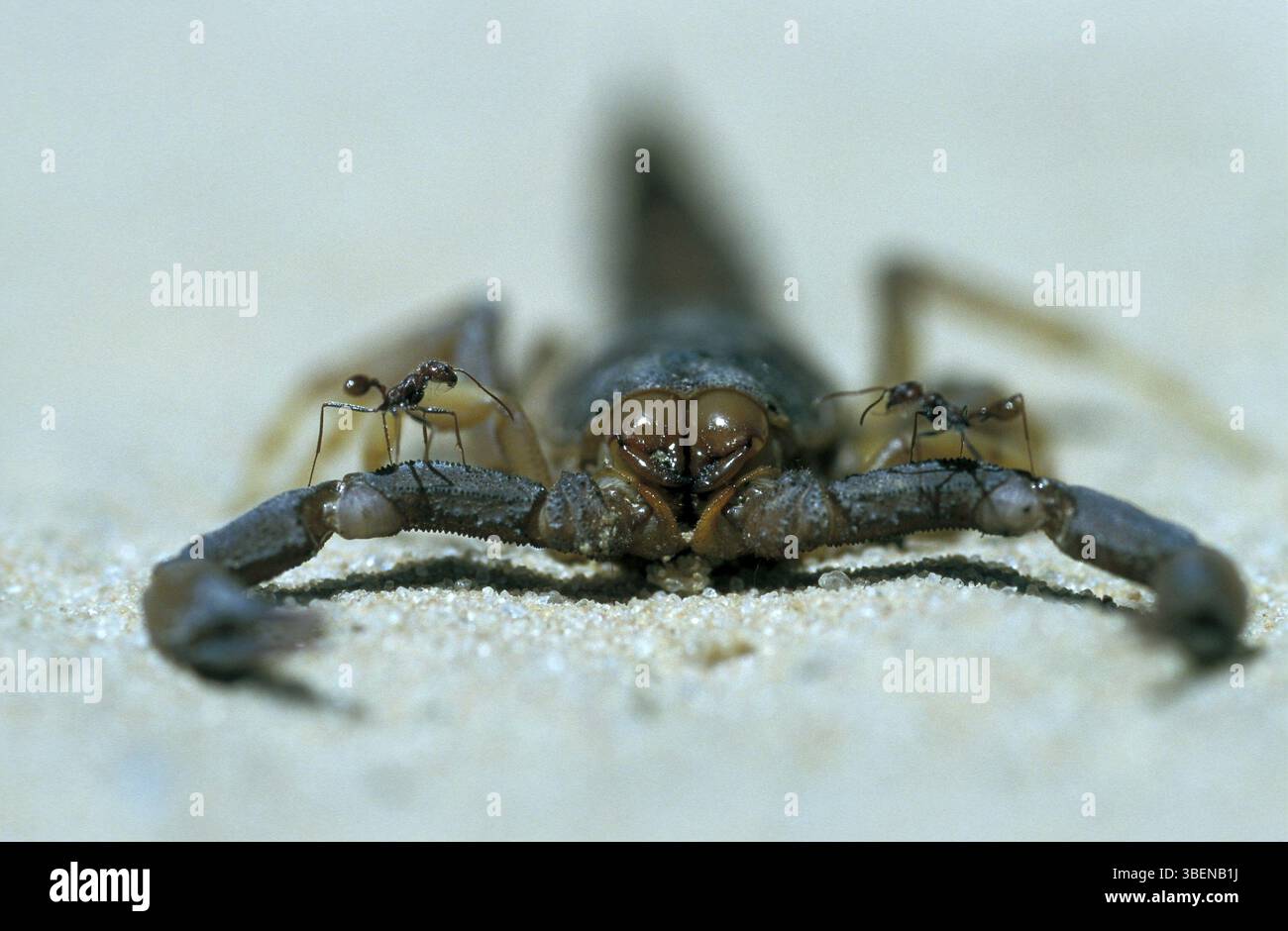 Dead scorpion with ants (Scorpiones Stock Photo - Alamy