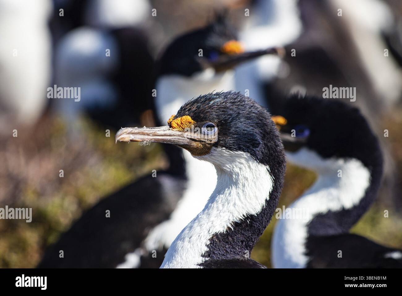Imperial Cormorant (Leucocarbo atriceps Stock Photo - Alamy
