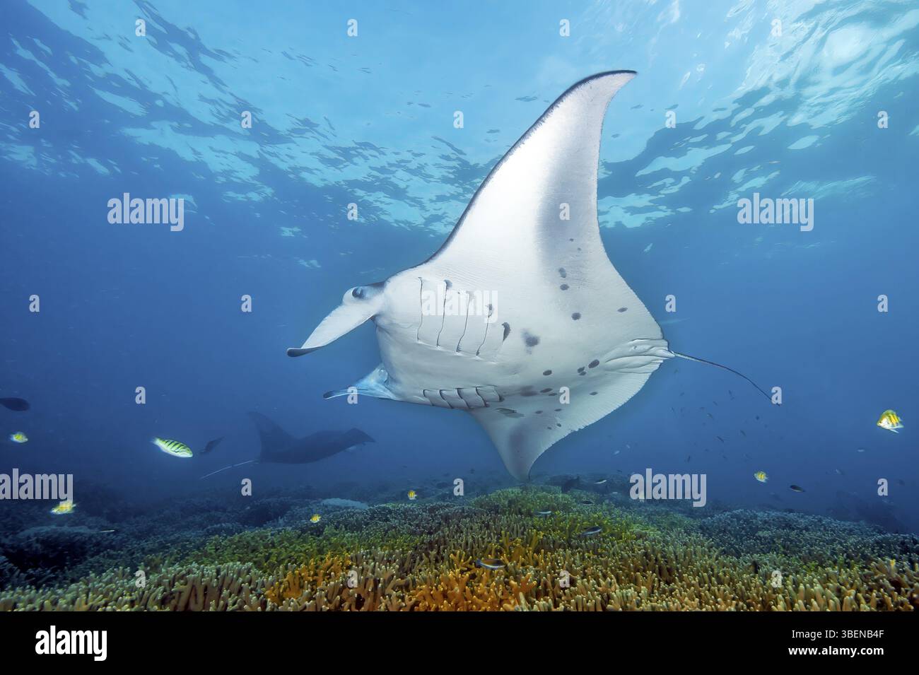 Underwater photo of giant ray manta (Manta alfredi) reef manta ...