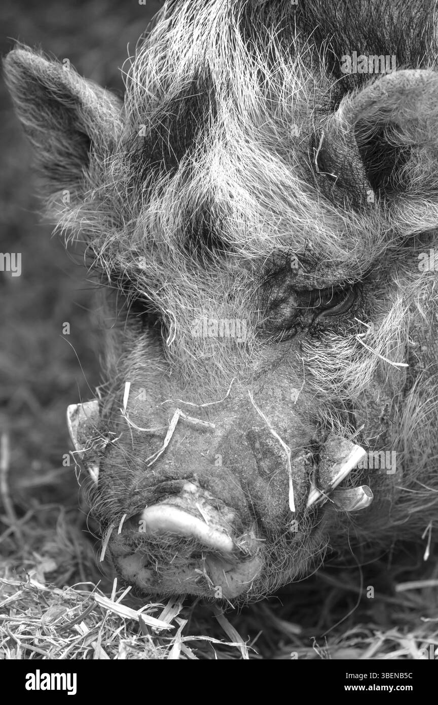 Pot-bellied pig (Sus scrofa domesticus), close up, wildlife park ...