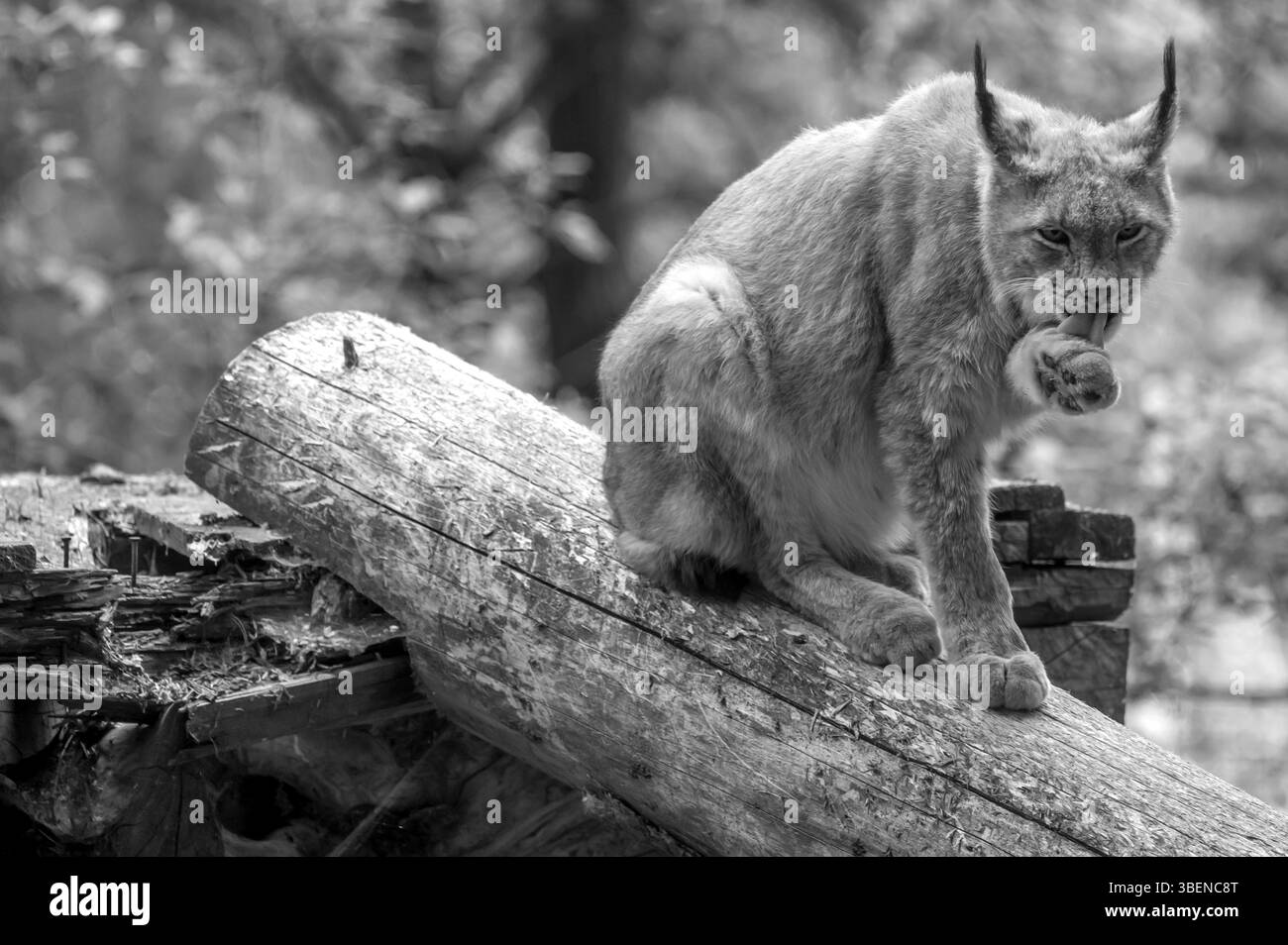 Eurasian lynx (Lynx lynx) licking its paw, wildlife park, Bavaria ...