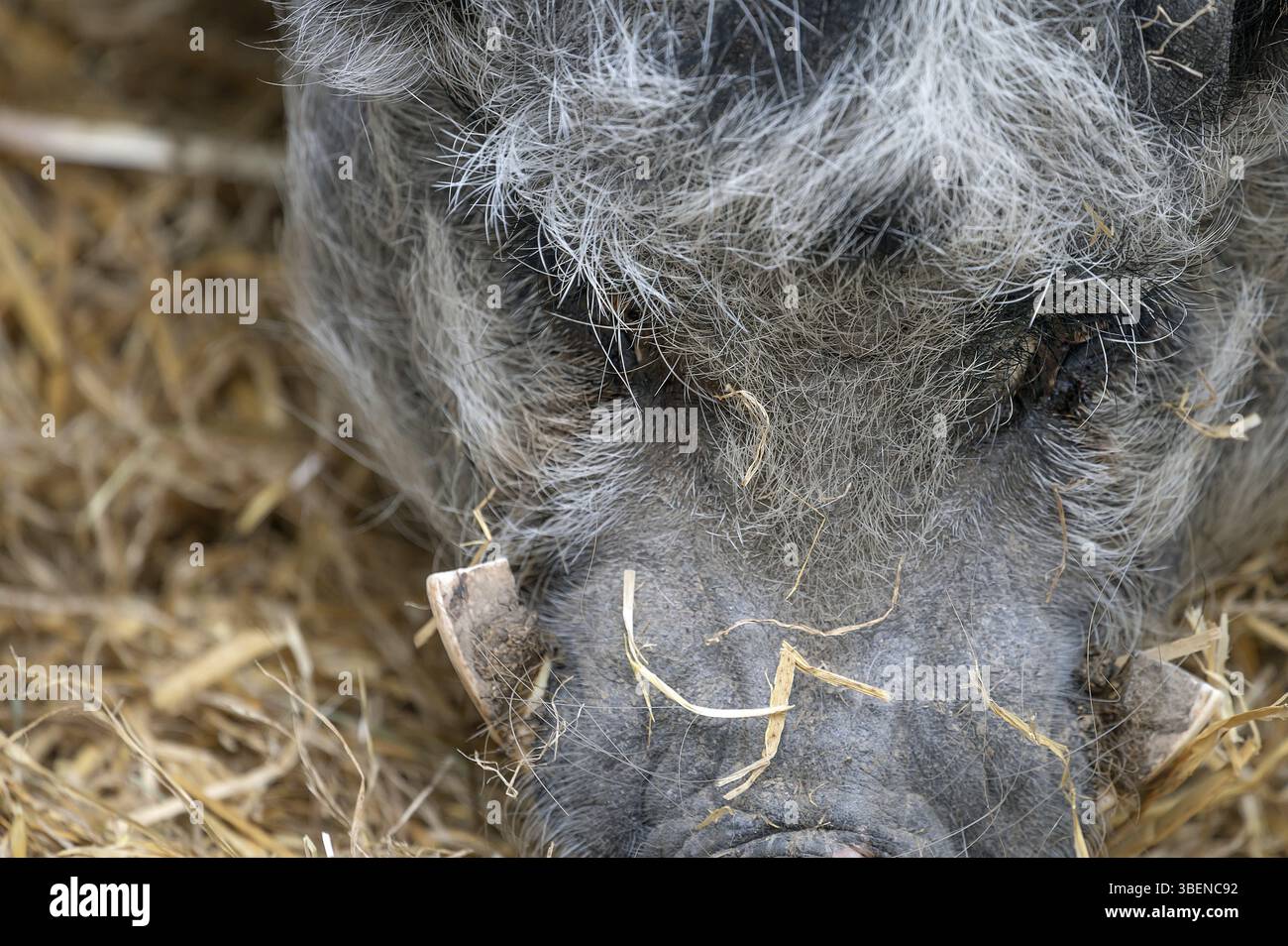 Pot-bellied pig (Sus scrofa domesticus), close up, wildlife park ...
