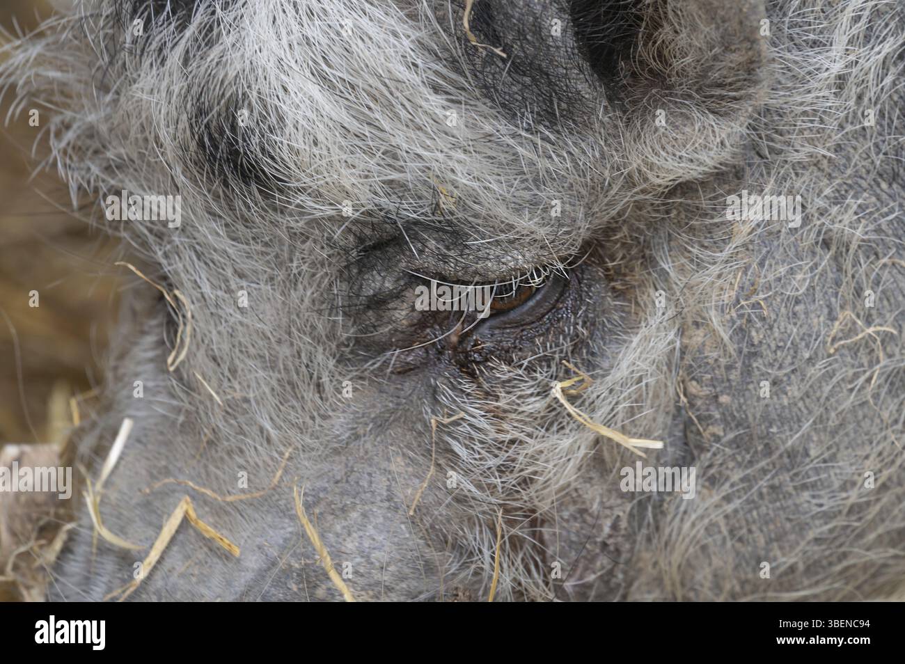Pot-bellied pig (Sus scrofa domesticus), close up, wildlife park ...