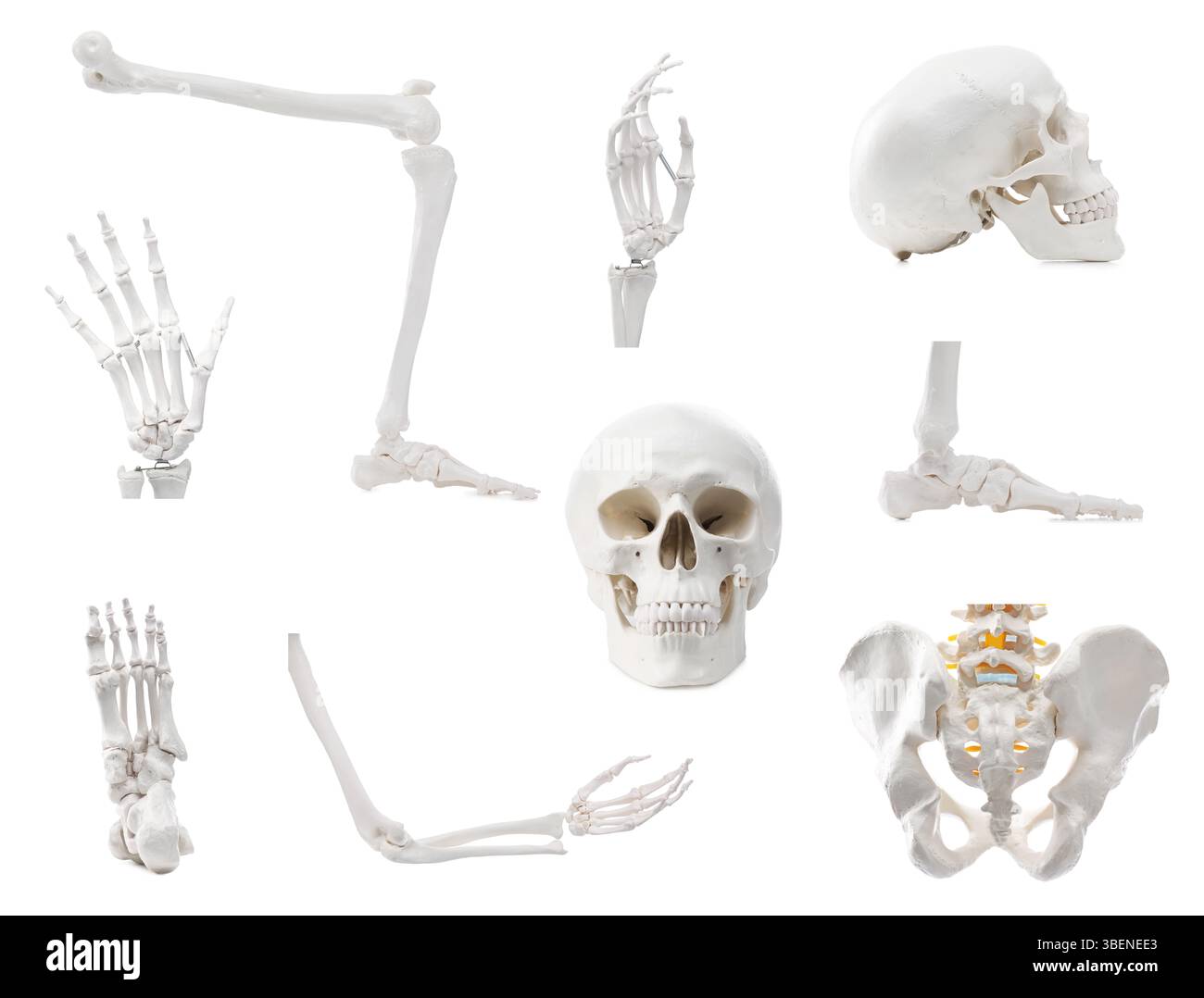 Parts of artificial human skeleton model isolated on white, set Stock ...