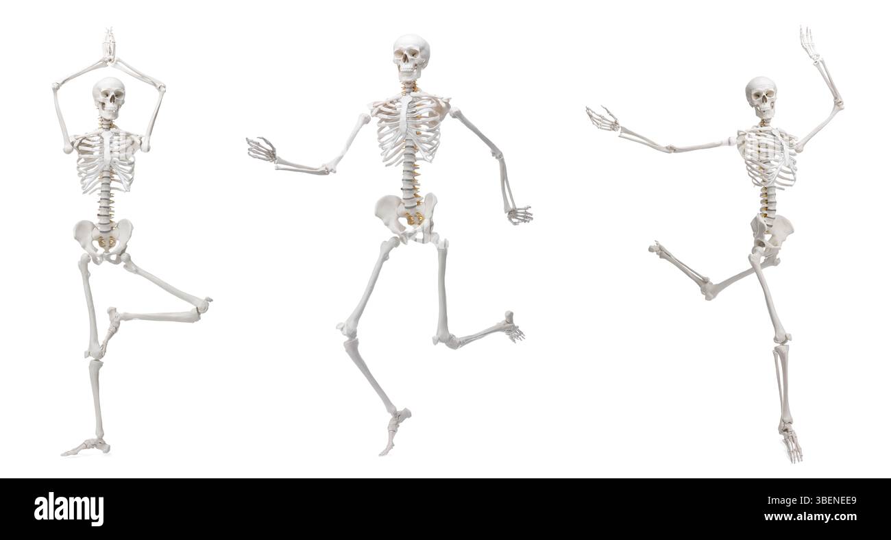 Artificial human skeleton model in different poses isolated on white ...