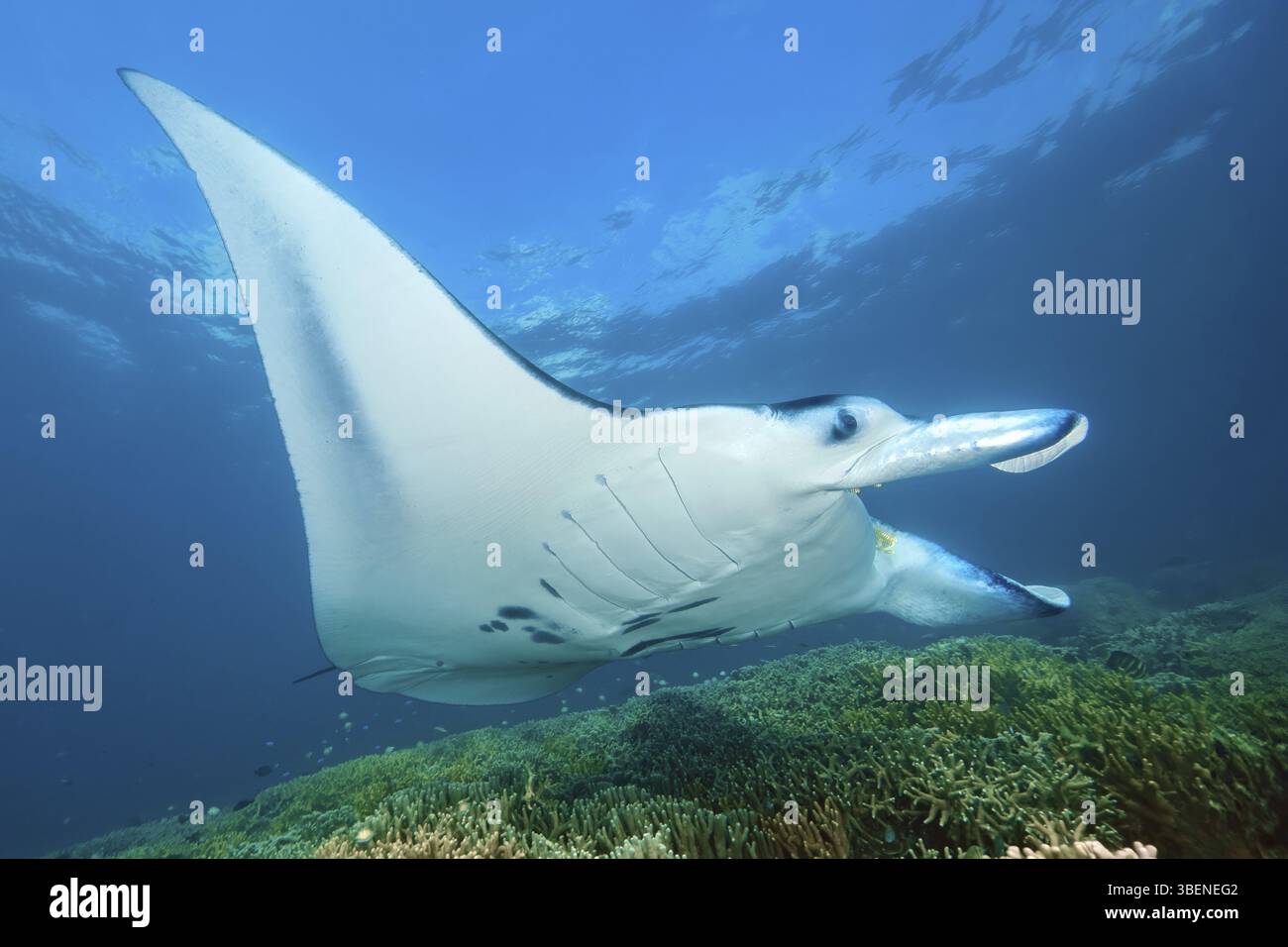 Underwater photo of giant ray manta (Manta alfredi) reef manta ...