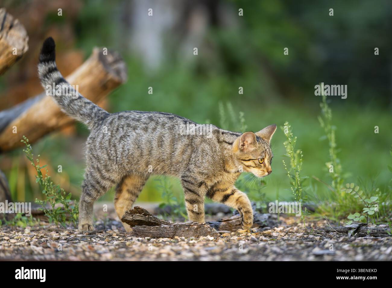 European wildcat (Felis silvestris silvestris) walking on the ground ...