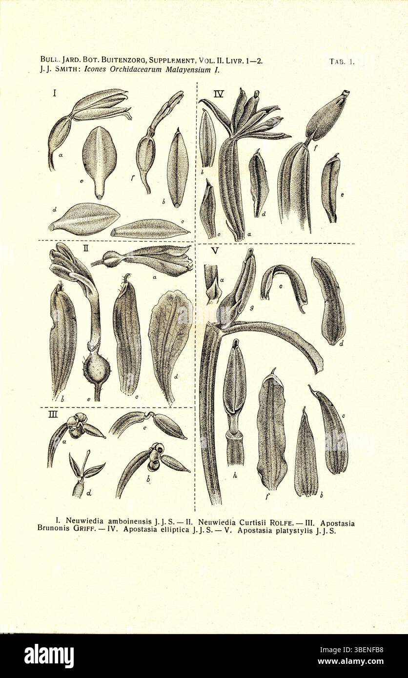 This botanical illustration from 1930 by Johannes Jacobus Smith ...