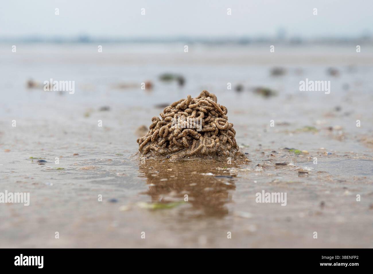 Lugworm pile hi-res stock photography and images - Alamy