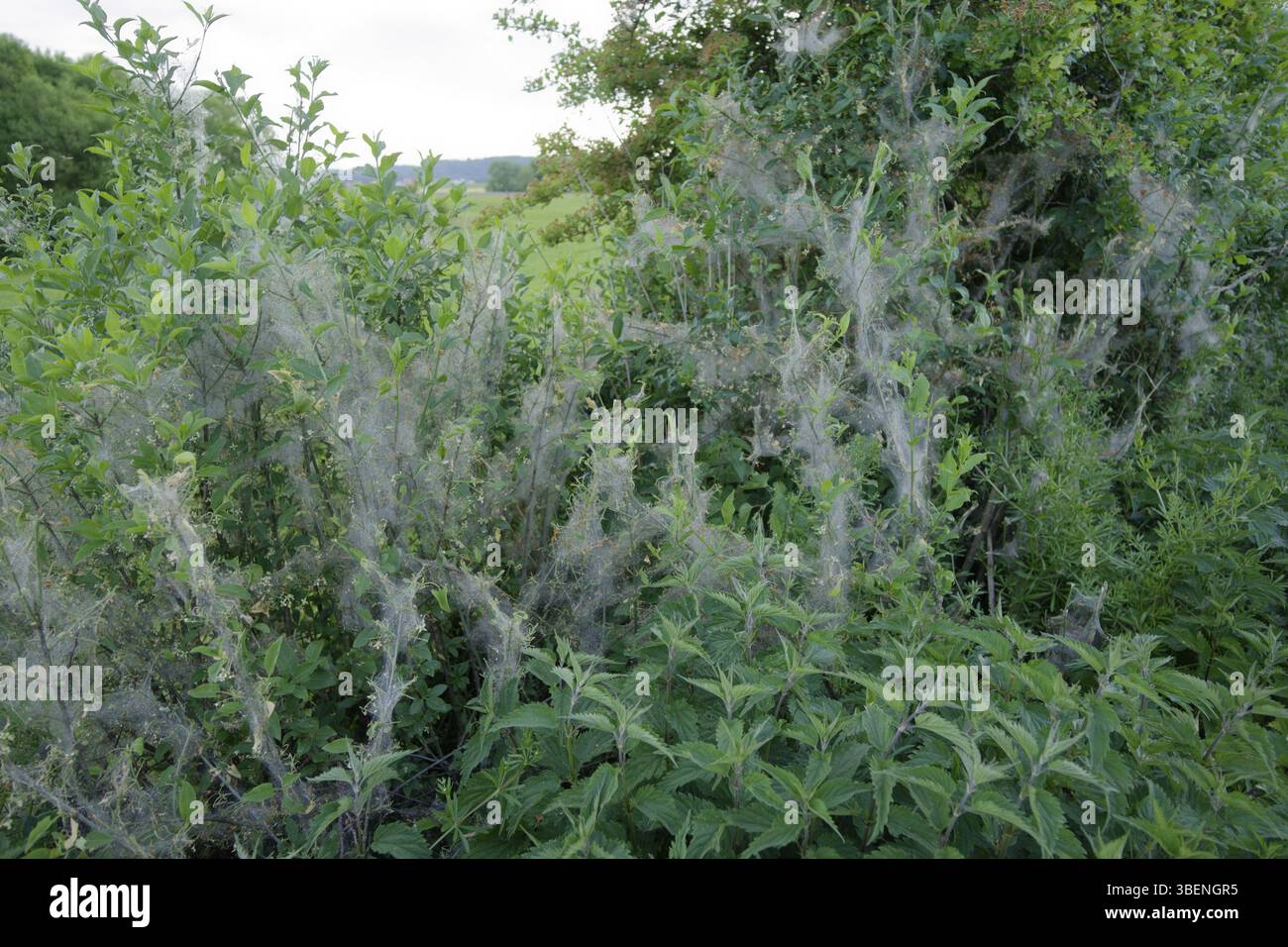 Spider moths have covered a shrub with a silvery sheath, spider web ...