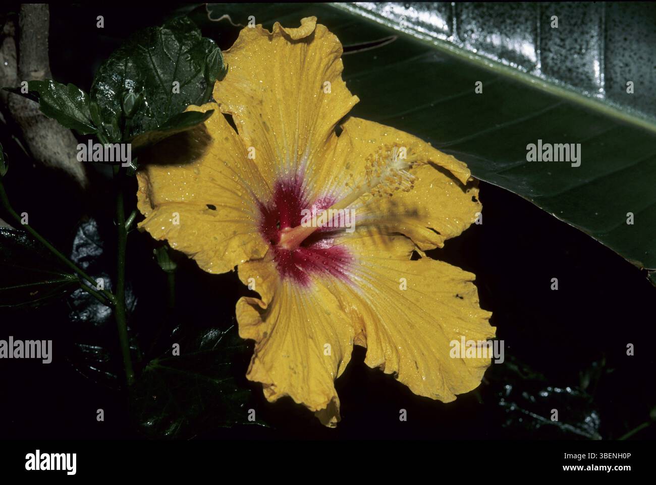 Hibiscus (Hibiscus sp Stock Photo - Alamy