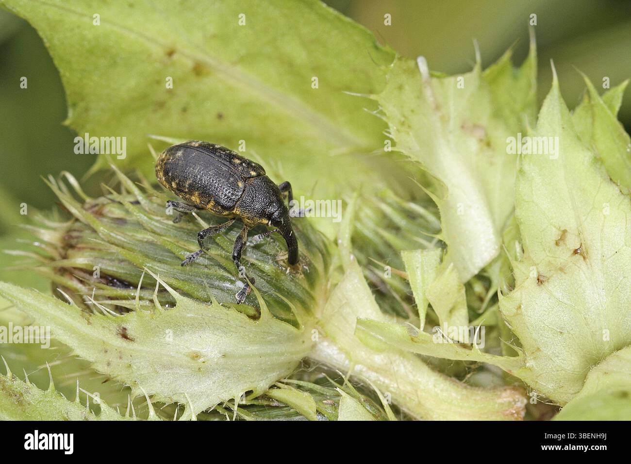 Weevil Larinus planus (Larinus planus Stock Photo - Alamy