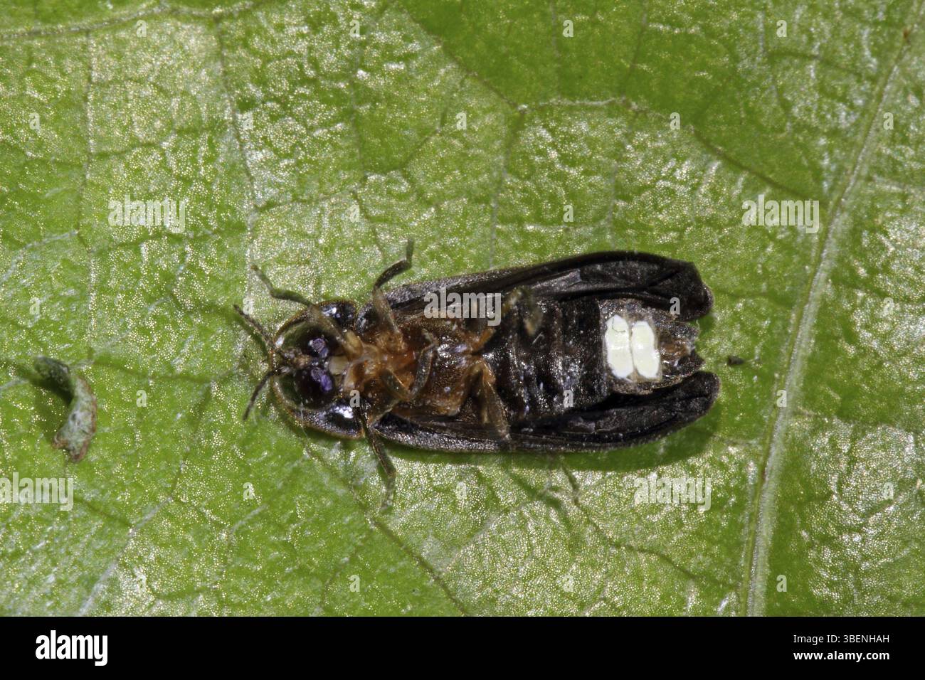 Small firefly (Lamprohiza splendidula Stock Photo - Alamy