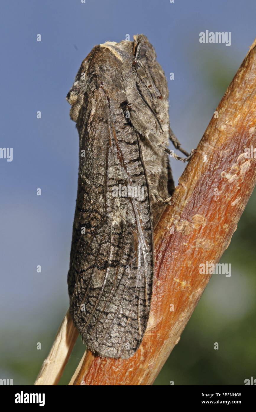 Willow borer (Cossus cossus Stock Photo - Alamy