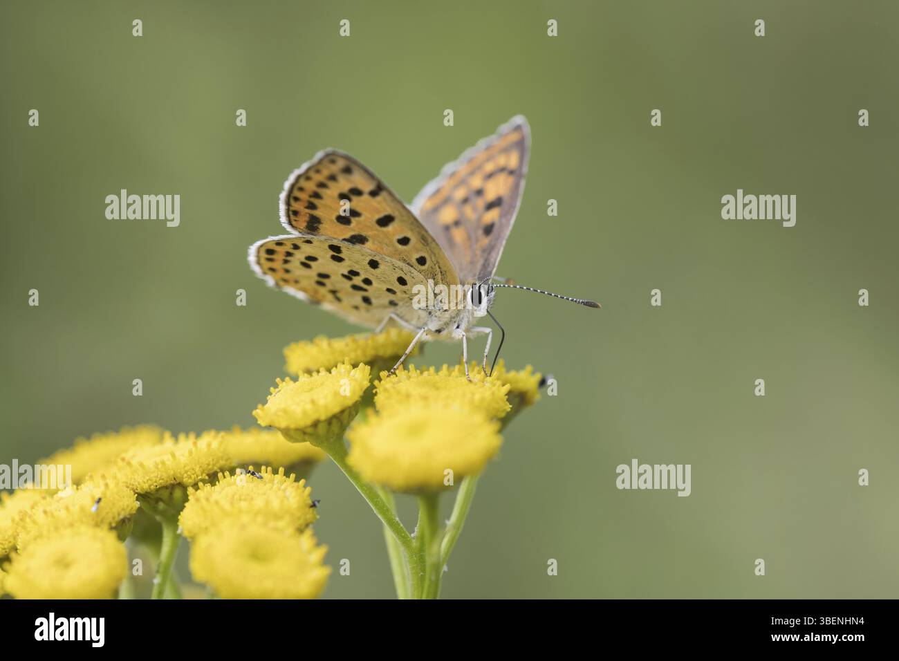 Sooty Copper female (Lycaena tityrus Stock Photo - Alamy