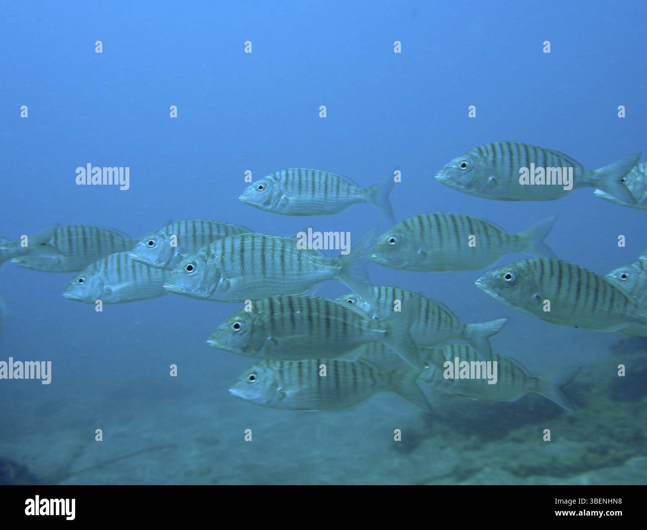 Marble bream (Lithognathus mormyrus Stock Photo - Alamy