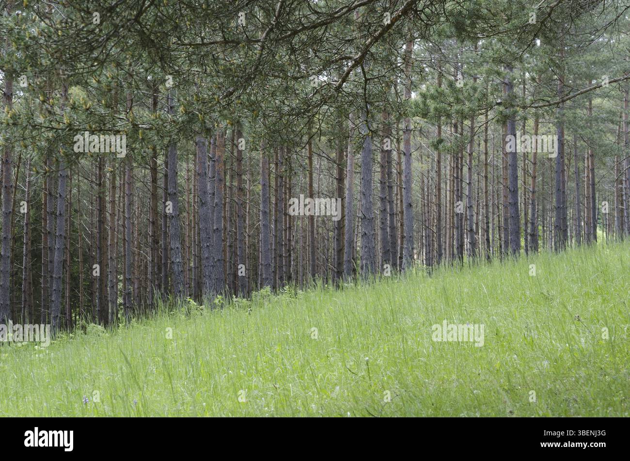 Scots pine, stem row (Pinus sylvestris Stock Photo - Alamy