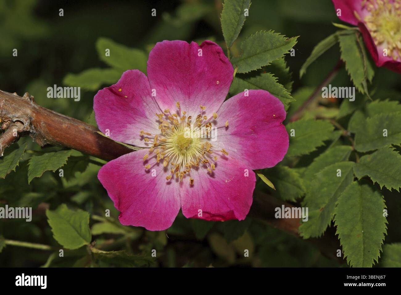 Alpine dog rose (Rosa pendulina Stock Photo - Alamy