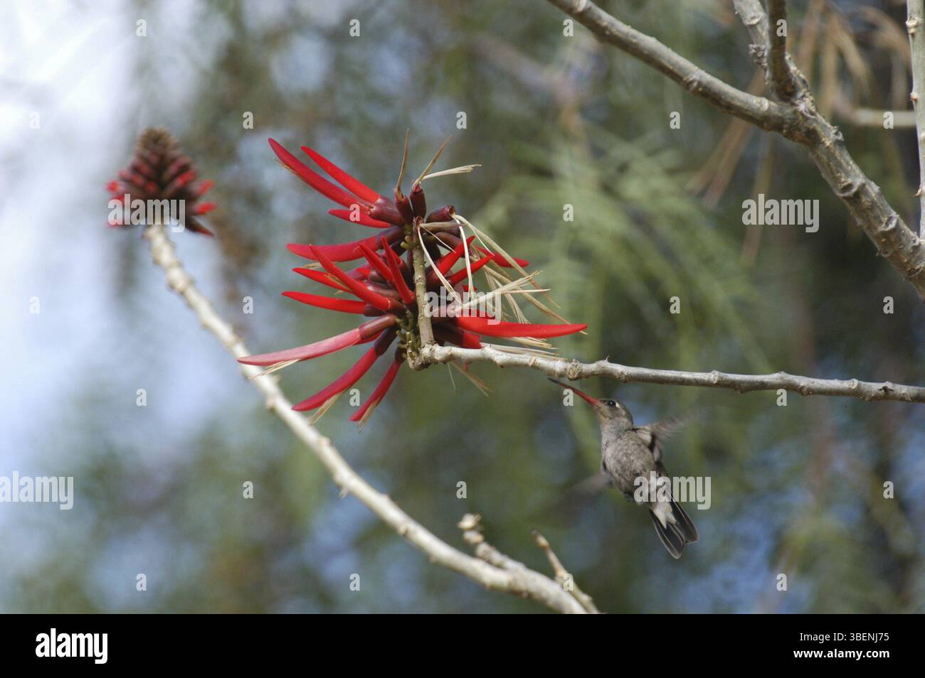 Cynanthus sordidus hi-res stock photography and images - Alamy