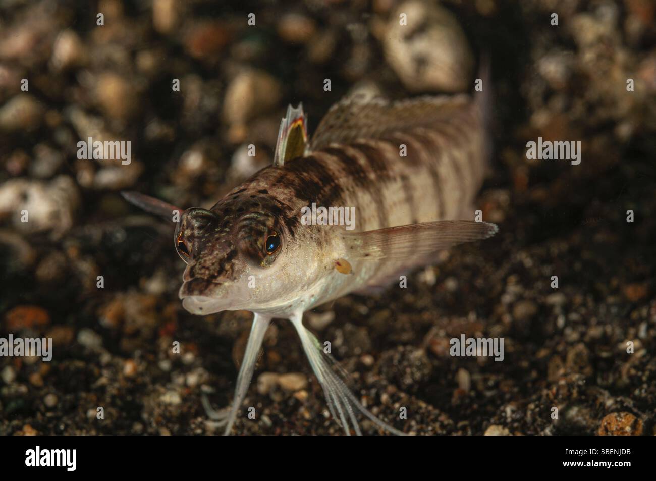 Sand bass (Parapercis snyderi Stock Photo - Alamy