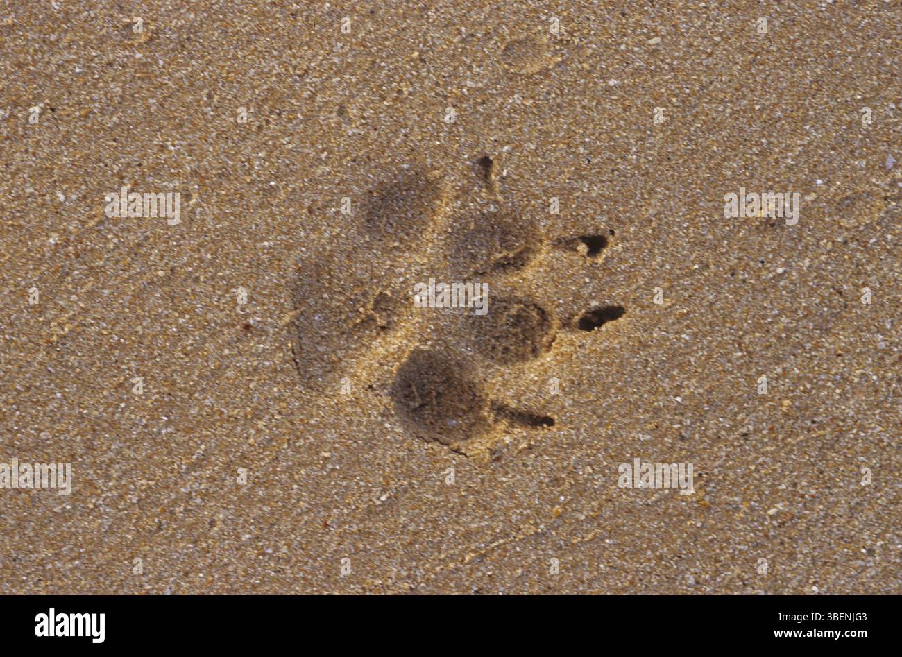 Paw print in the sand Stock Photo - Alamy