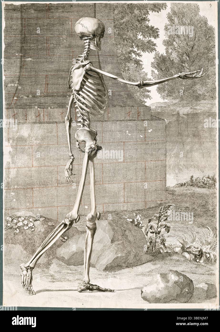 This preparatory drawing by Jan Wandelaar depicts a lateral view of the ...