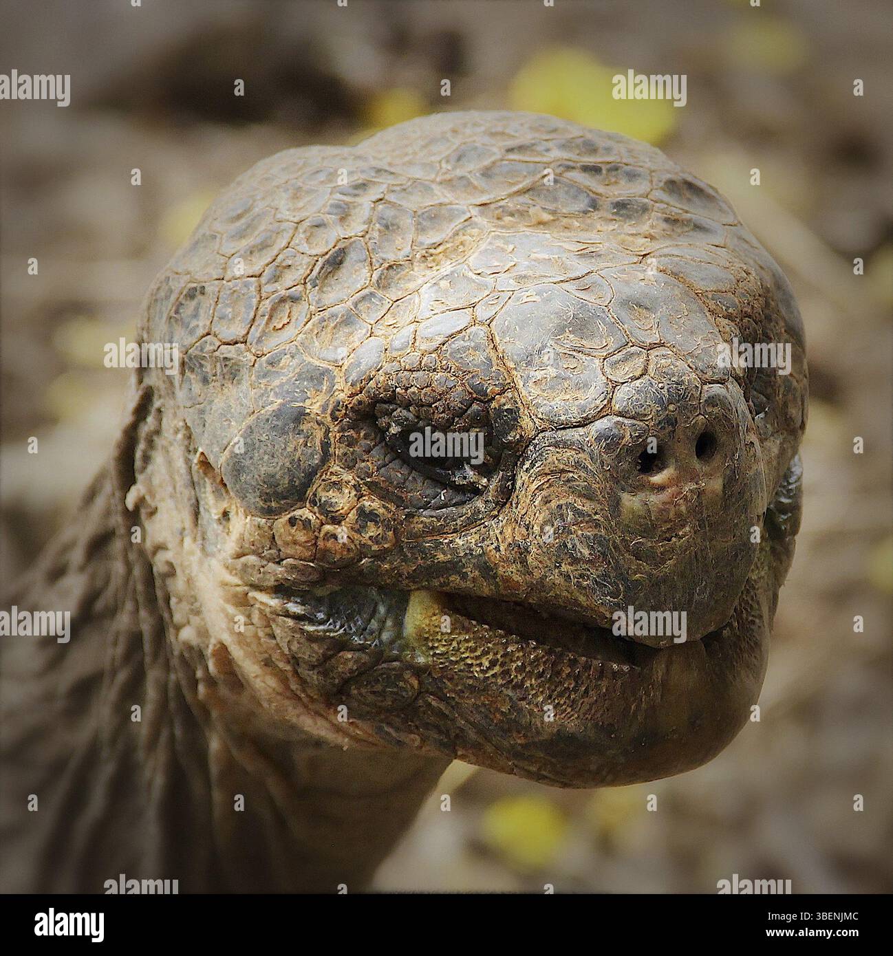 Galapagos giant tortoise (Chelonoidis nigra Stock Photo - Alamy
