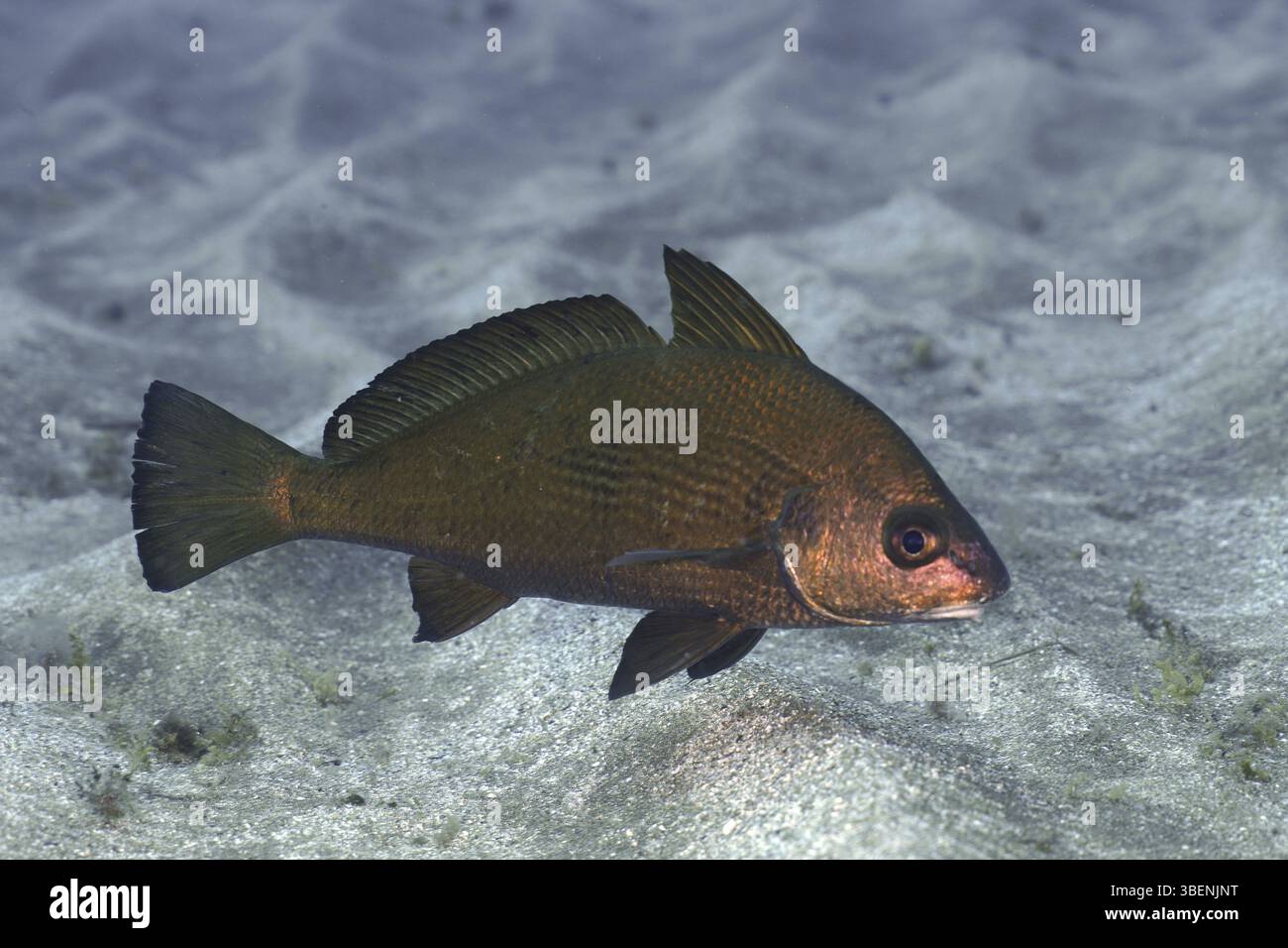 Umber fish (Umbrina canariensis Stock Photo - Alamy